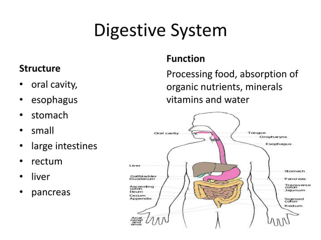 1 A The Human Body Introduction/Terminologies | PPT | Endocrine and ...