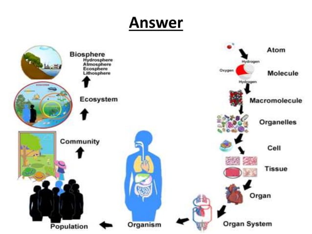 1 A The Human Body Introduction/Terminologies | PPT | Endocrine and ...