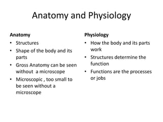 1 A The Human Body Introduction/Terminologies | PPT | Endocrine and ...