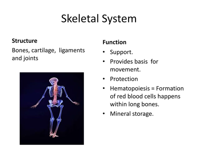 1 A The Human Body Introduction/Terminologies | PPT | Endocrine and ...