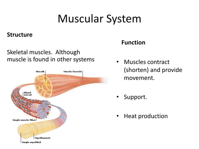 1 A The Human Body Introduction/Terminologies | PPT | Endocrine and ...