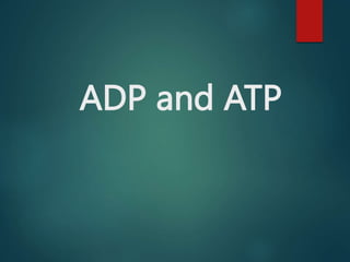 1 atp-adp ppt.pptx