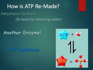1 atp-adp ppt.pptx