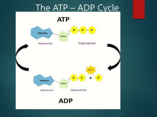 1 atp-adp ppt.pptx