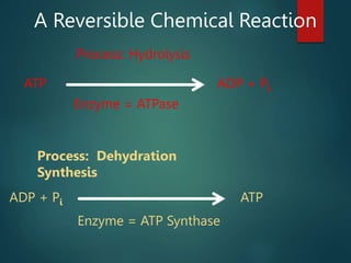 1 atp-adp ppt.pptx