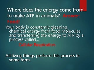 1 atp-adp ppt.pptx