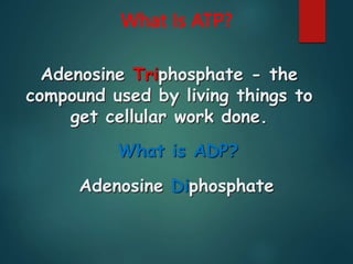1 atp-adp ppt.pptx