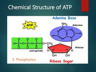 1 atp-adp ppt.pptx
