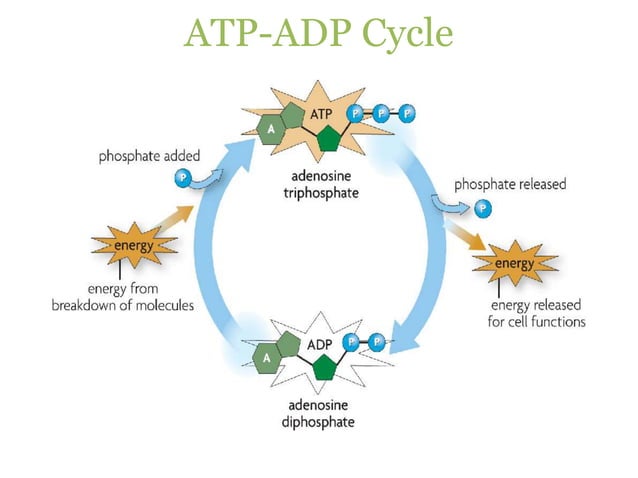 1 atp-adp ppt.pptx
