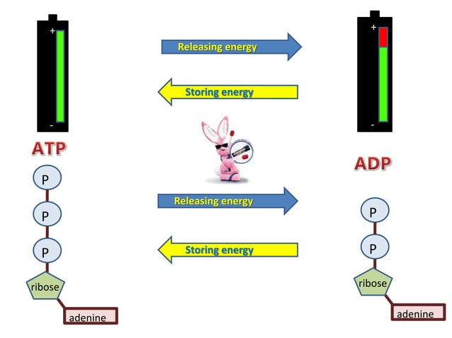 1 atp-adp ppt.pptx