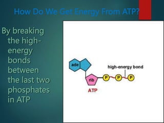 1 atp-adp ppt.pptx
