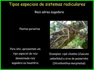 Morfologia vegetal da raiz | PPTX