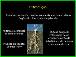 Morfologia vegetal da raiz | PPTX