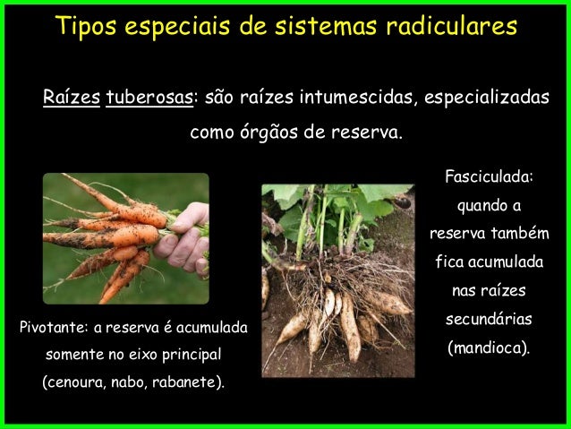 Morfologia vegetal da raiz