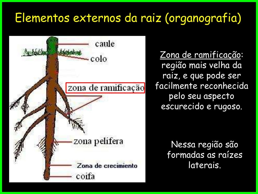 Morfologia vegetal da raiz