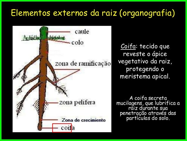 Morfologia vegetal da raiz