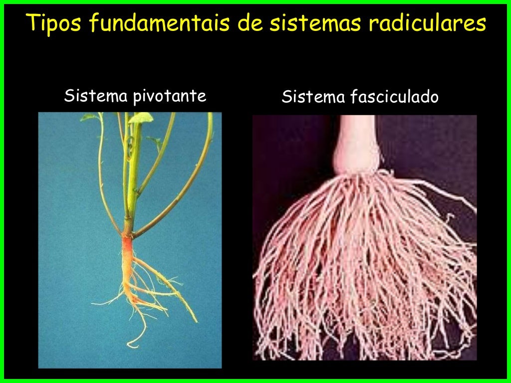 Morfologia vegetal da raiz