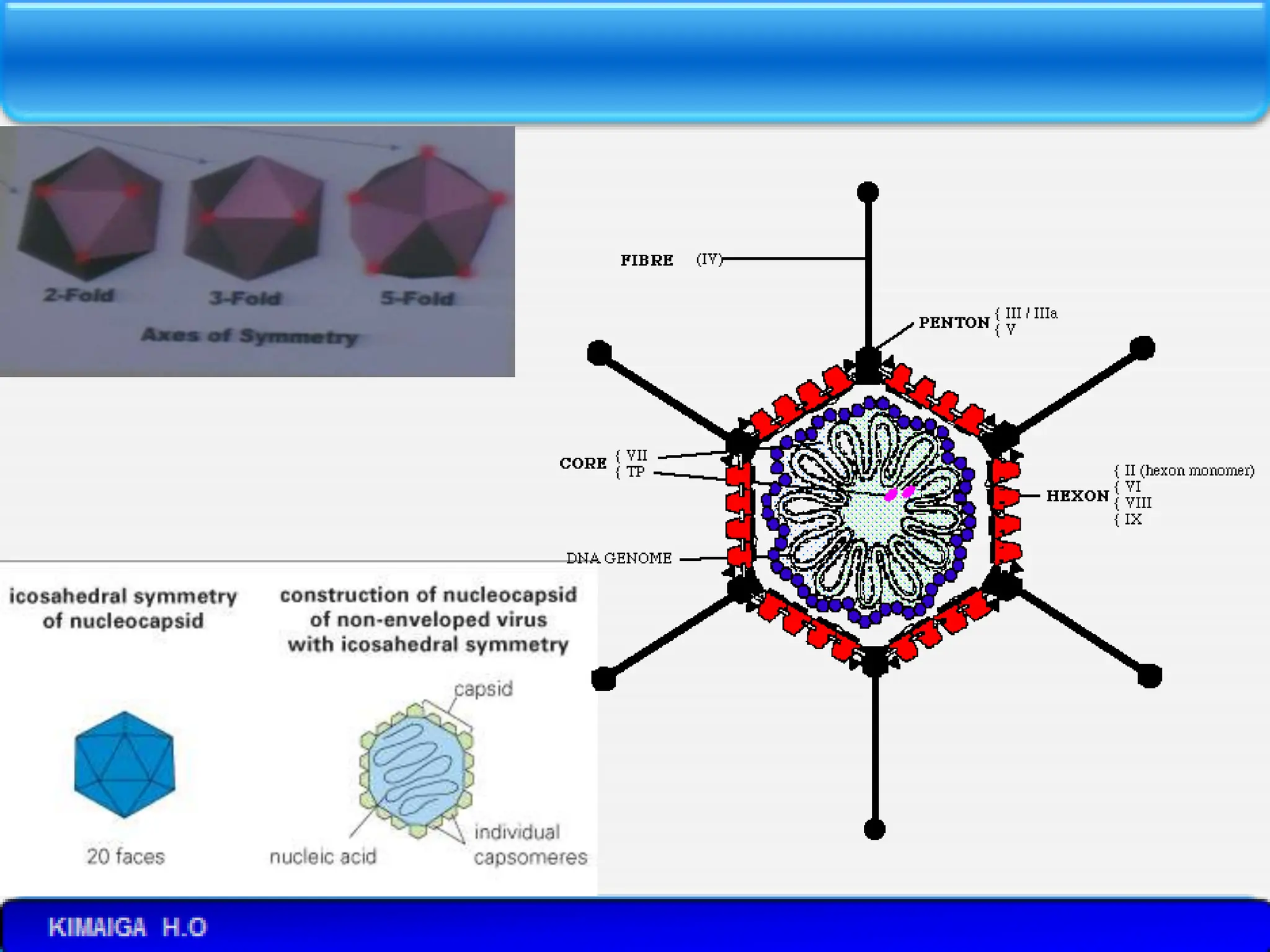 1B. INTRODUCTION TO VIROLOGY.pptx