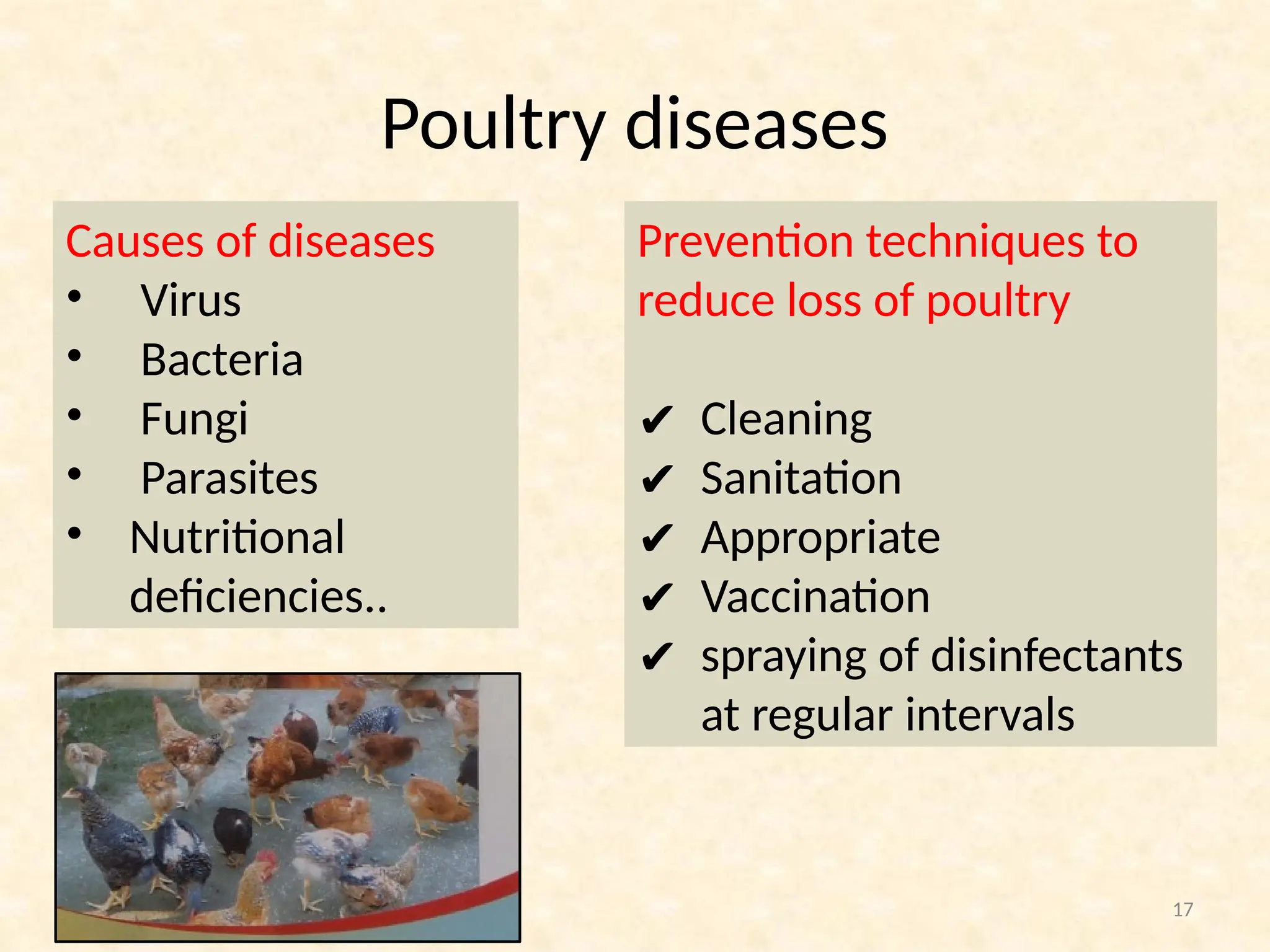 1 B- ANIMAL HUSBANDARY-Full.CLASS 9 CBSE x | PPTX