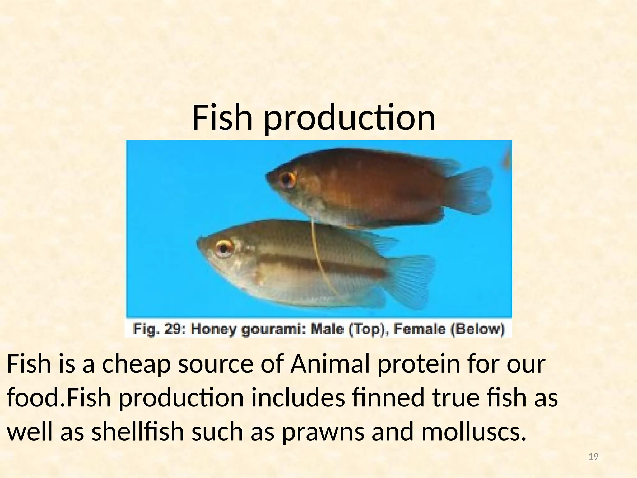 1 B- ANIMAL HUSBANDARY-Full.CLASS 9 CBSE x | PPTX