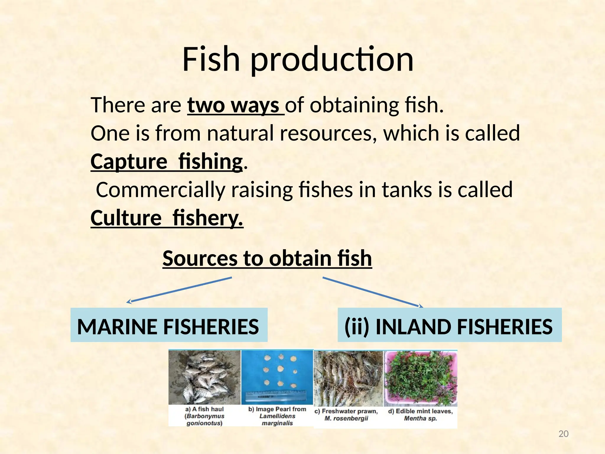 1 B- ANIMAL HUSBANDARY-Full.CLASS 9 CBSE x | PPTX