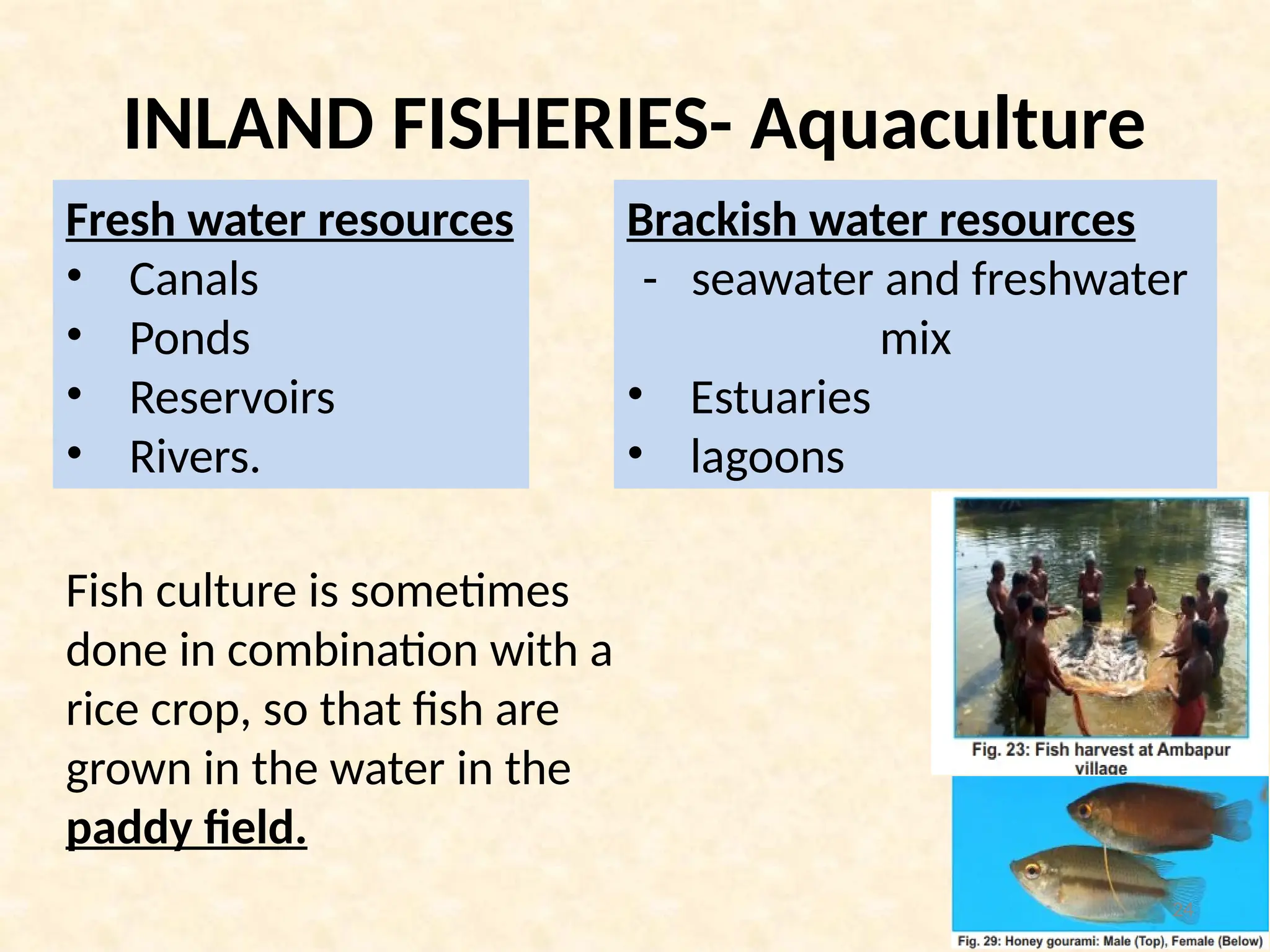 1 B- ANIMAL HUSBANDARY-Full.CLASS 9 CBSE x | PPTX