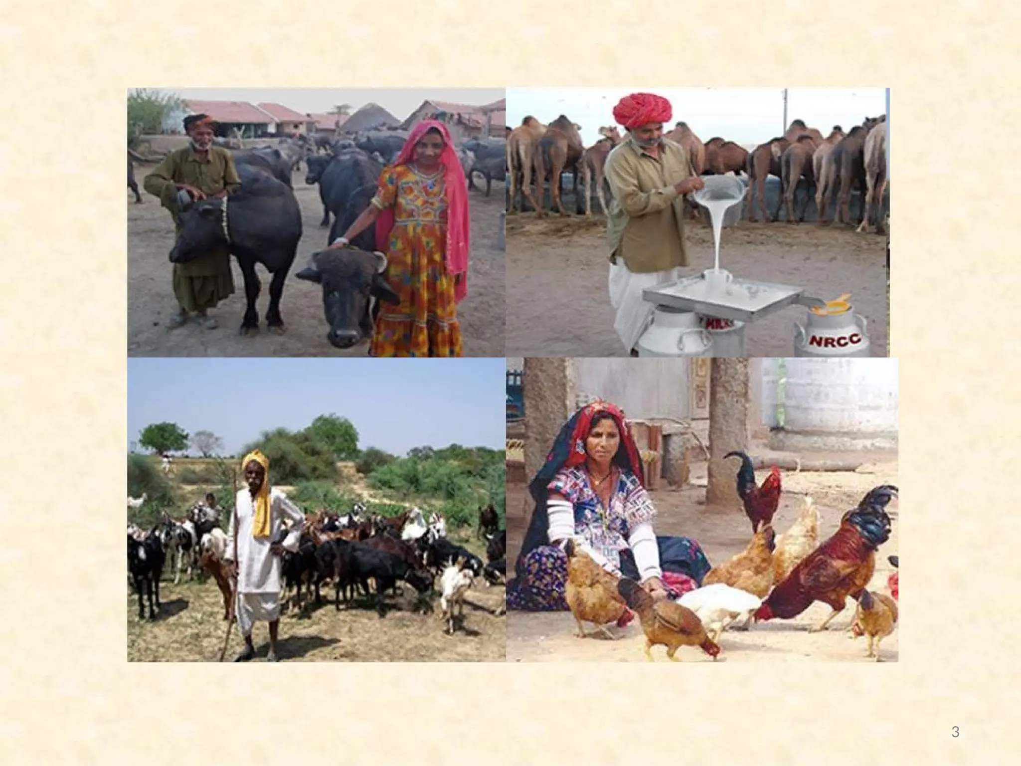 1 B- ANIMAL HUSBANDARY-Full.CLASS 9 CBSE x | PPTX