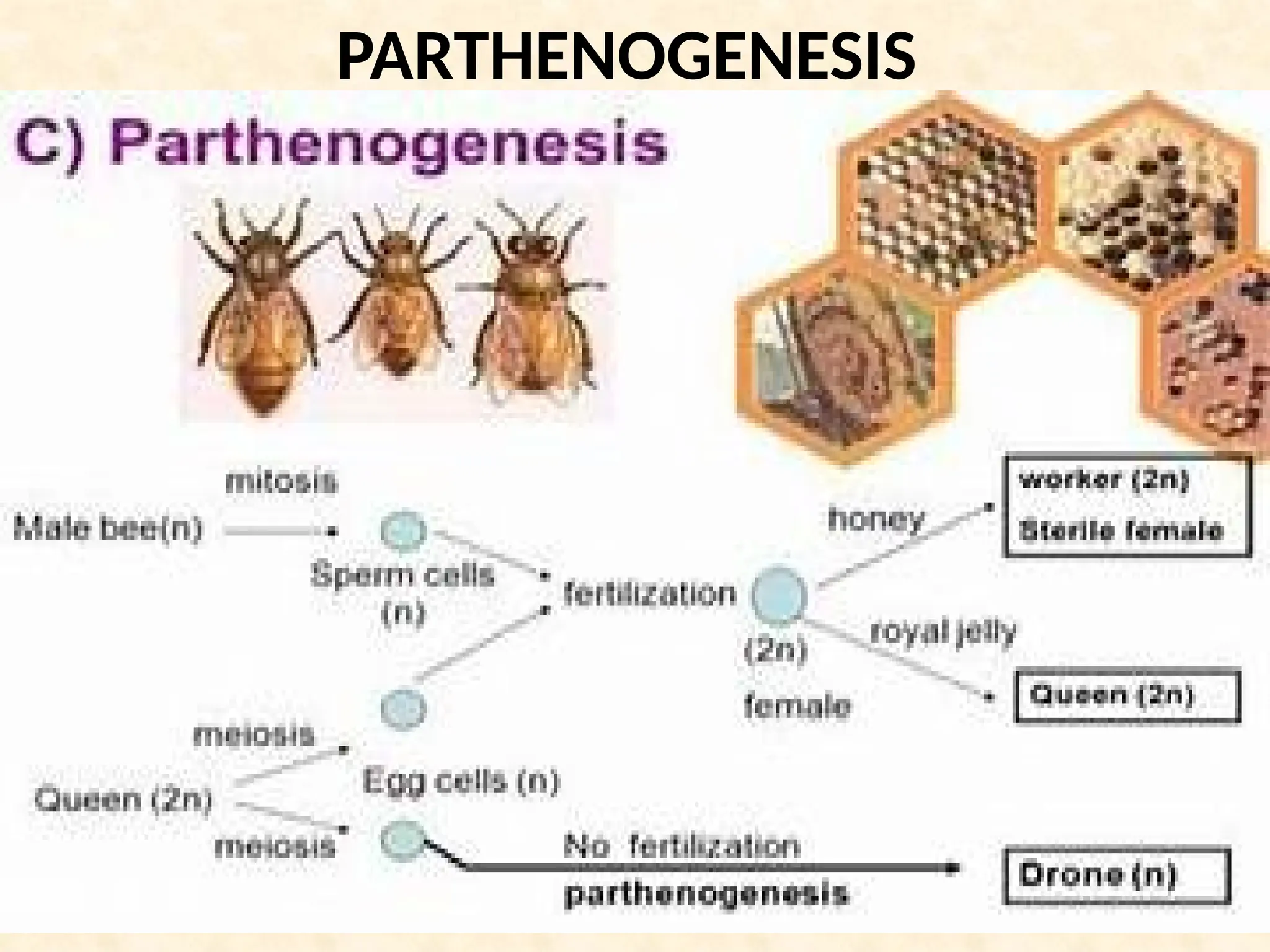 1 B- ANIMAL HUSBANDARY-Full.CLASS 9 CBSE x | PPTX