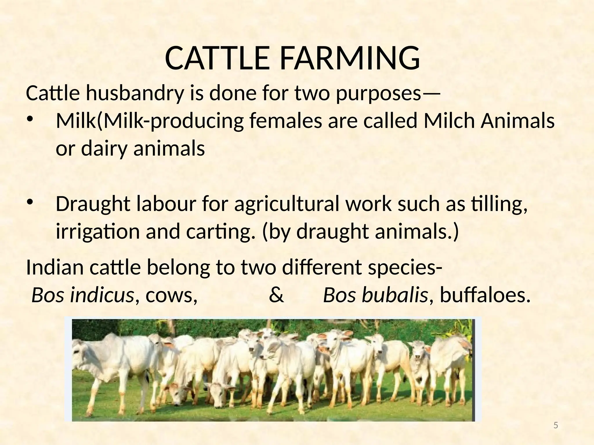 1 B- ANIMAL HUSBANDARY-Full.CLASS 9 CBSE x | PPTX