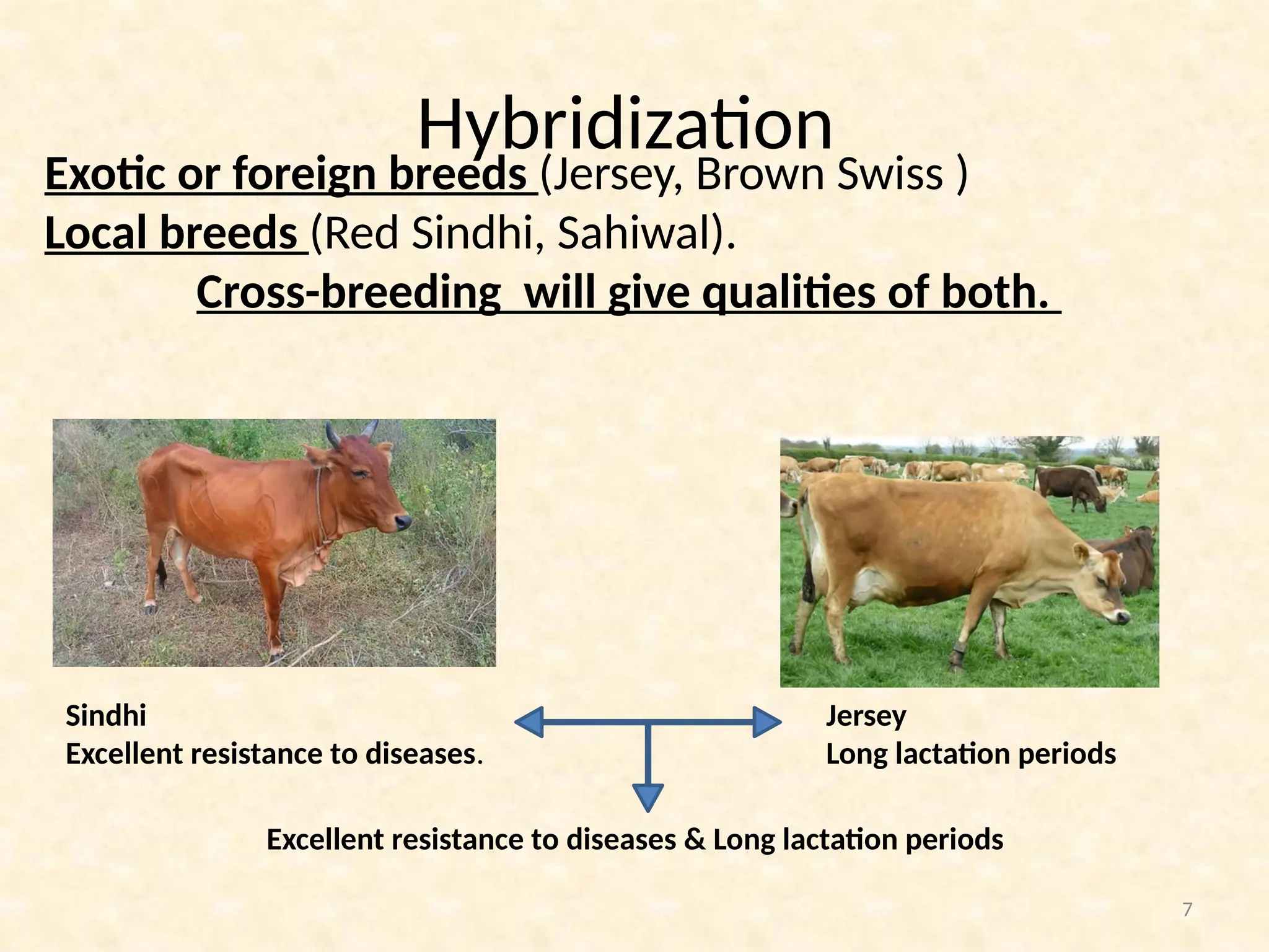 1 B- ANIMAL HUSBANDARY-Full.CLASS 9 CBSE x | PPTX