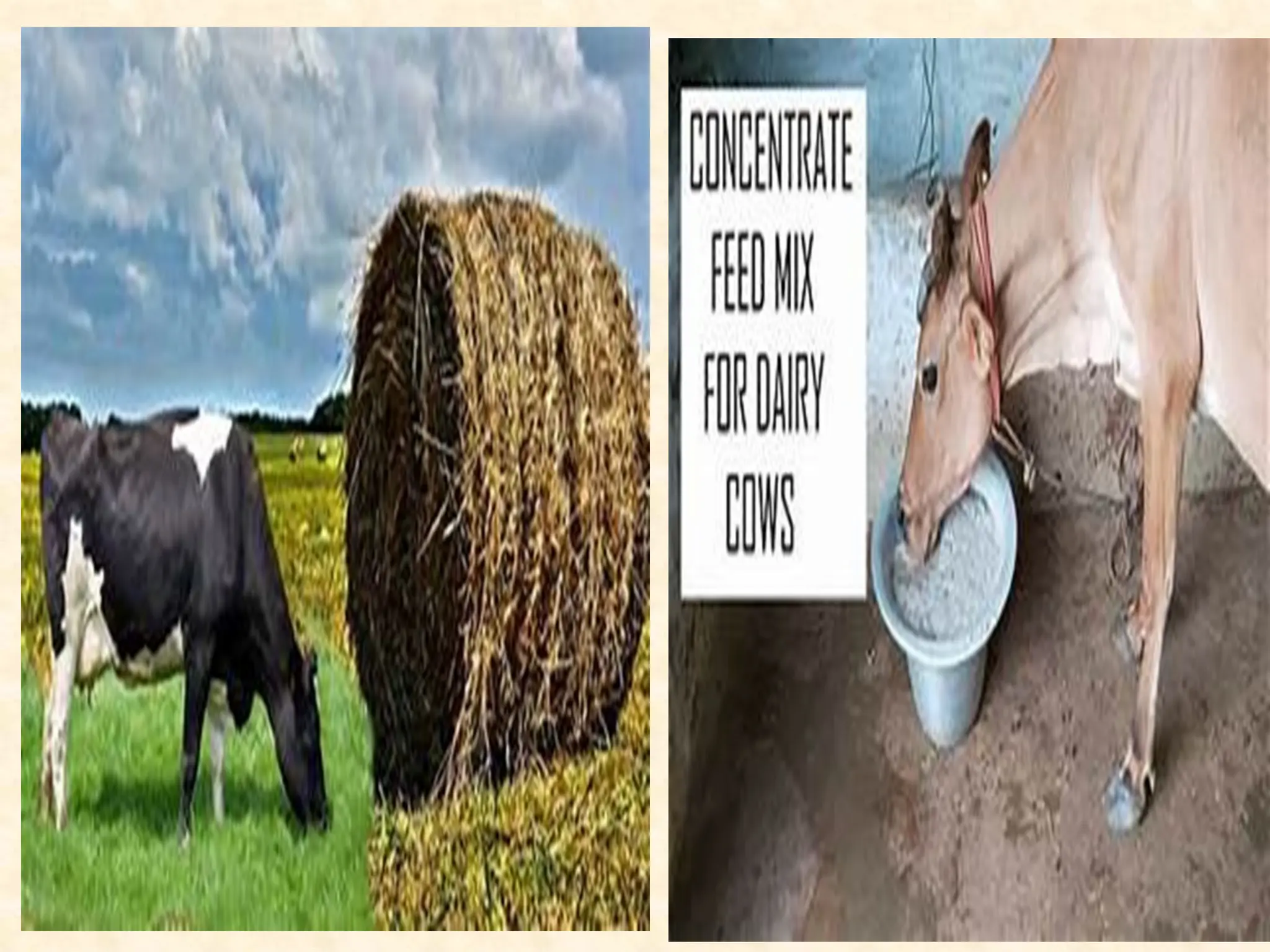 1 B- ANIMAL HUSBANDARY-Full.CLASS 9 CBSE x | PPTX