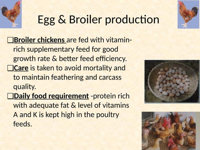 1 B- ANIMAL HUSBANDARY-Full.CLASS 9 CBSE x | PPTX | Agriculture | Industries