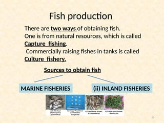 1 B- ANIMAL HUSBANDARY-Full.CLASS 9 CBSE x | PPTX