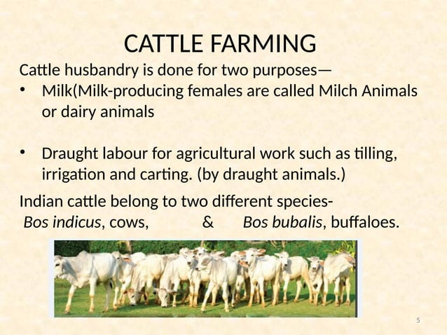 1 B- ANIMAL HUSBANDARY-Full.CLASS 9 CBSE x | PPTX | Agriculture ...