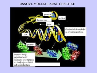 1b molekularna-osnova | PPT