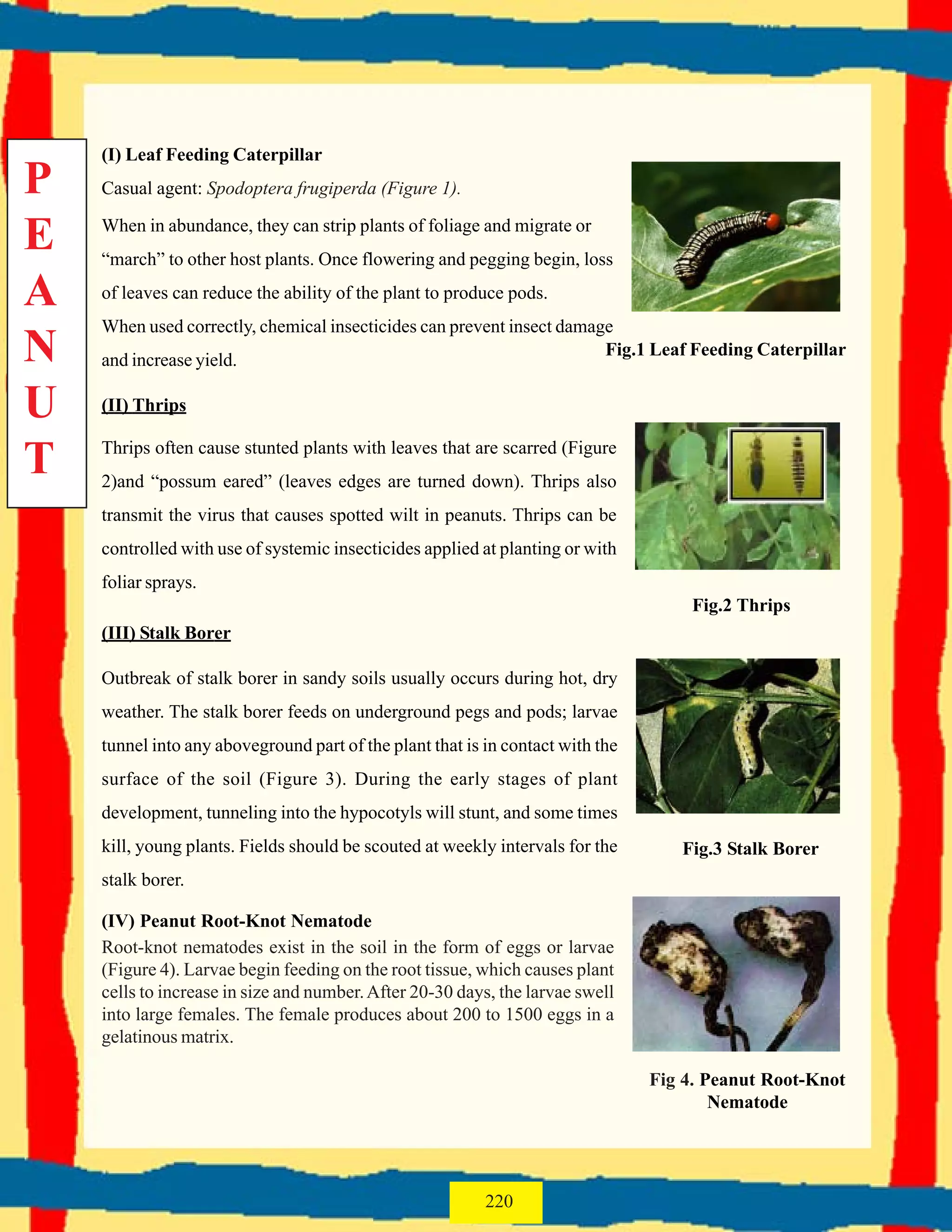 1b peanut production | PDF