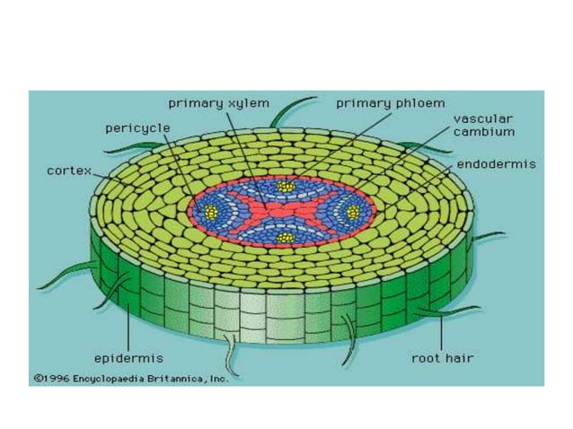 1b-Secondary Plant Body.pptx