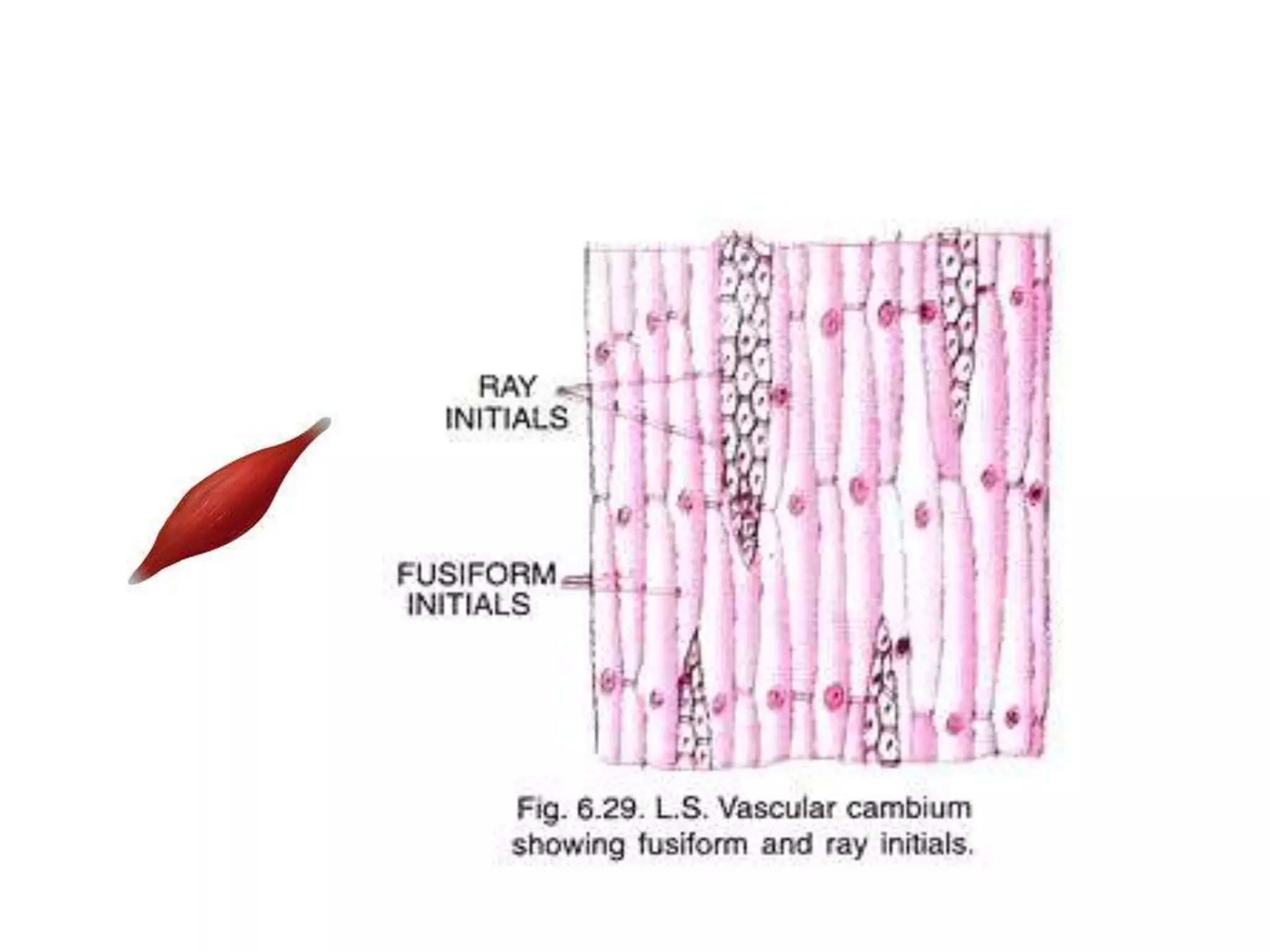 1b-Secondary Plant Body.pptx