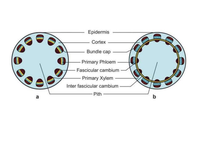 1b-Secondary Plant Body.pptx