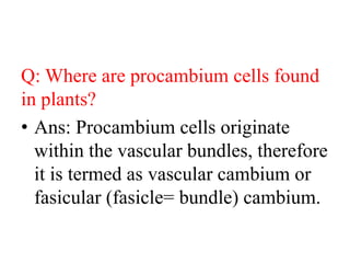 1b-Secondary Plant Body.pptx