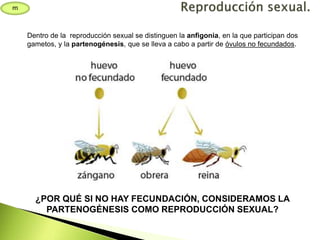 1BACH Anatomía comparada animal. Función de reproducción. | PPTX