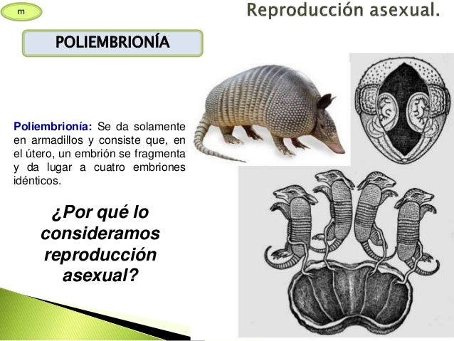 1BACH Anatomía comparada animal. Función de reproducción.