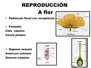 1º bac repro. espermafitas | PPT
