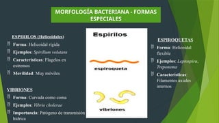 2,1 BACTERIAS MICRO HIDROBIOLOGIA........ | PPTX