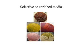 Bacteriological Media | PPTX