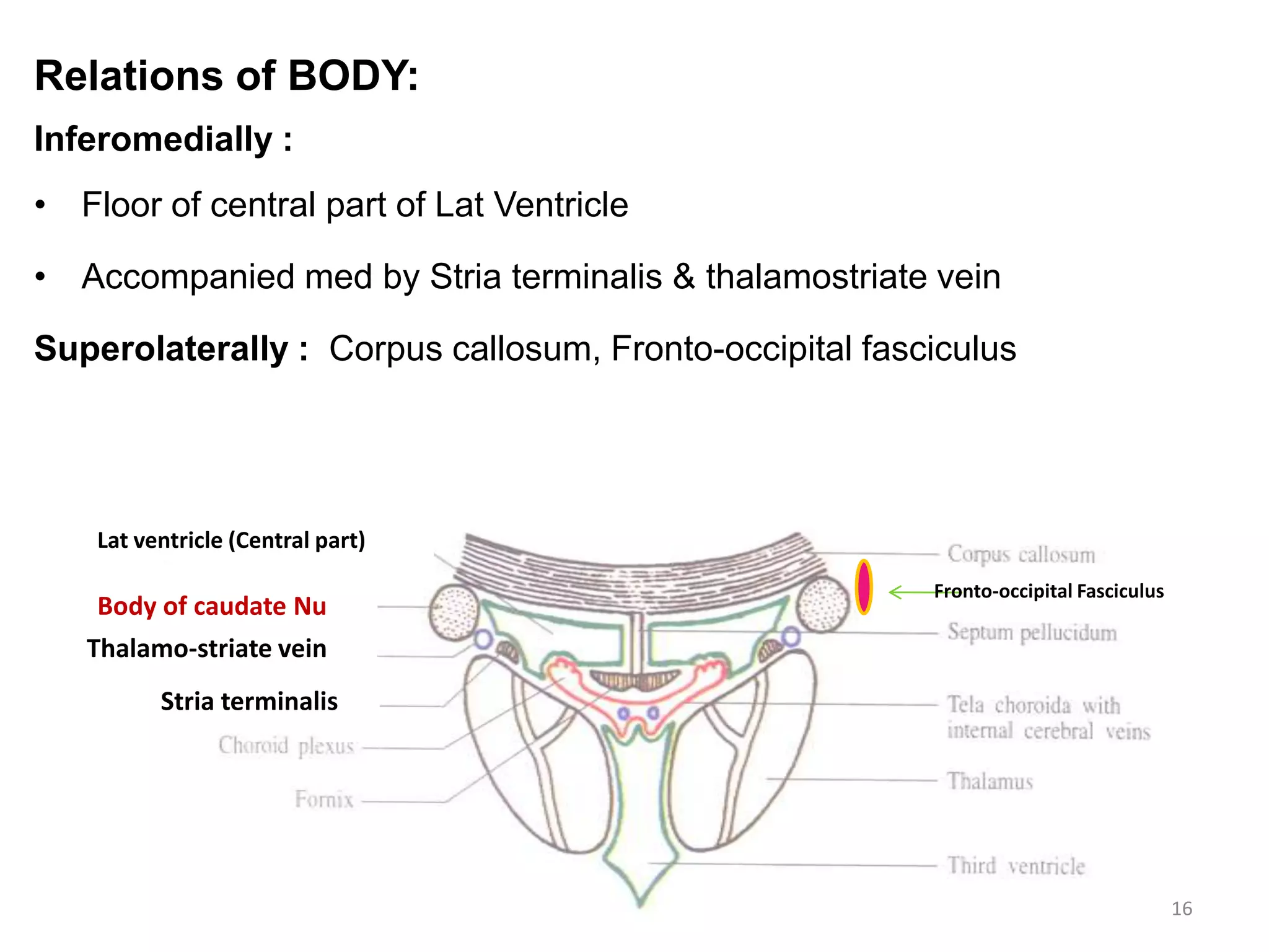 1 basal ganglia | PPTX