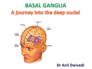 Basal Ganglia Anatomy Ppt