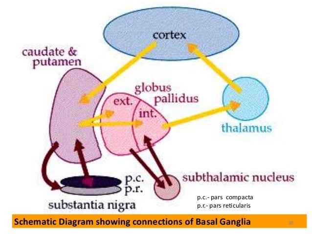 1 basal ganglia