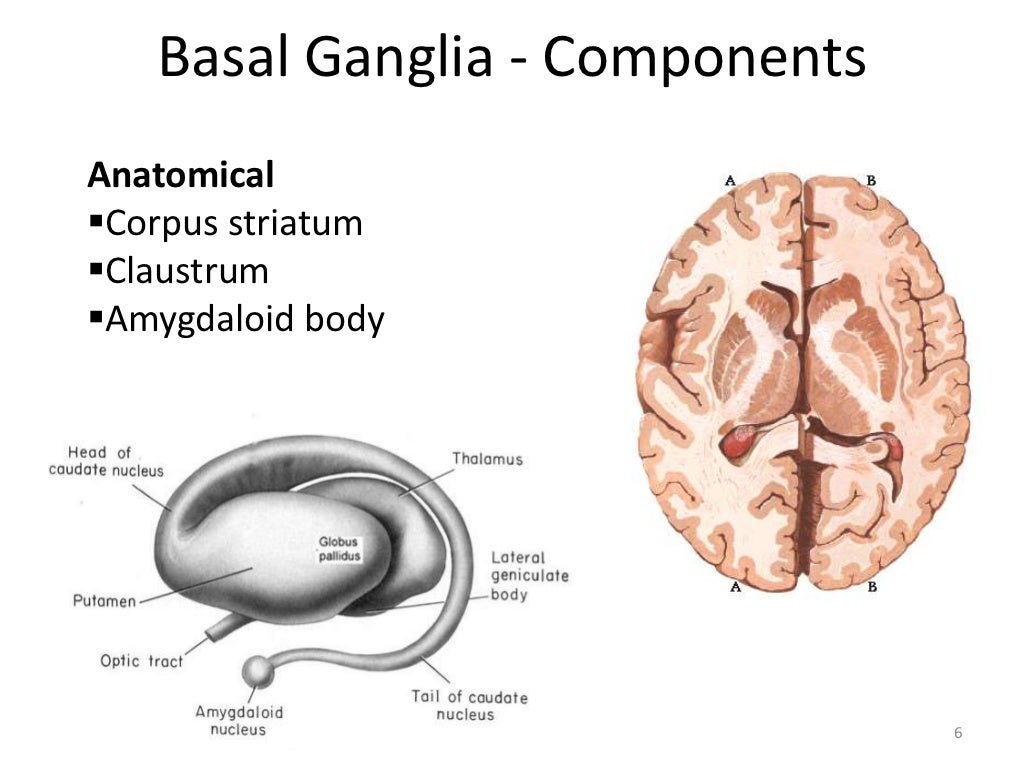 1 basal ganglia