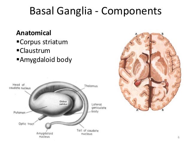 1 basal ganglia